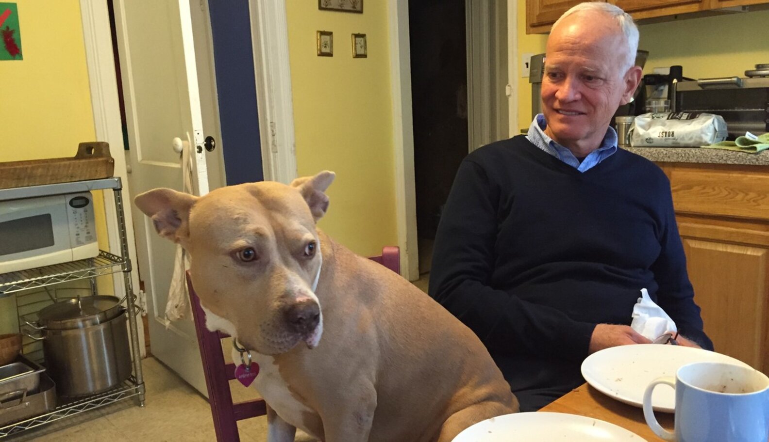 How To Foster A Pit Bull, In 29 Easy Steps - The Dodo