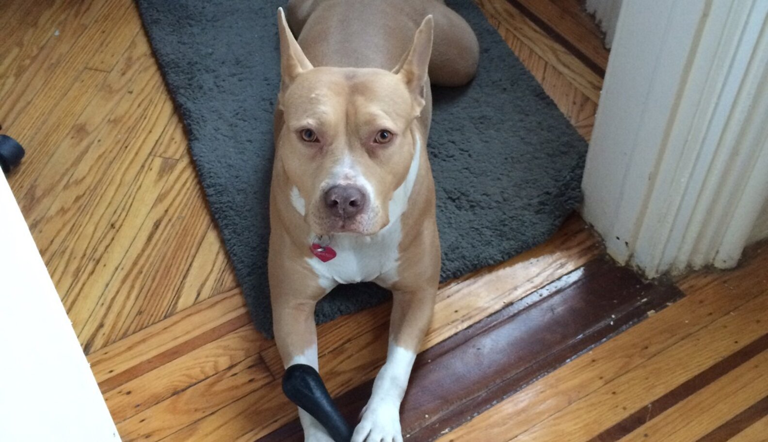 How To Foster A Pit Bull, In 29 Easy Steps - The Dodo