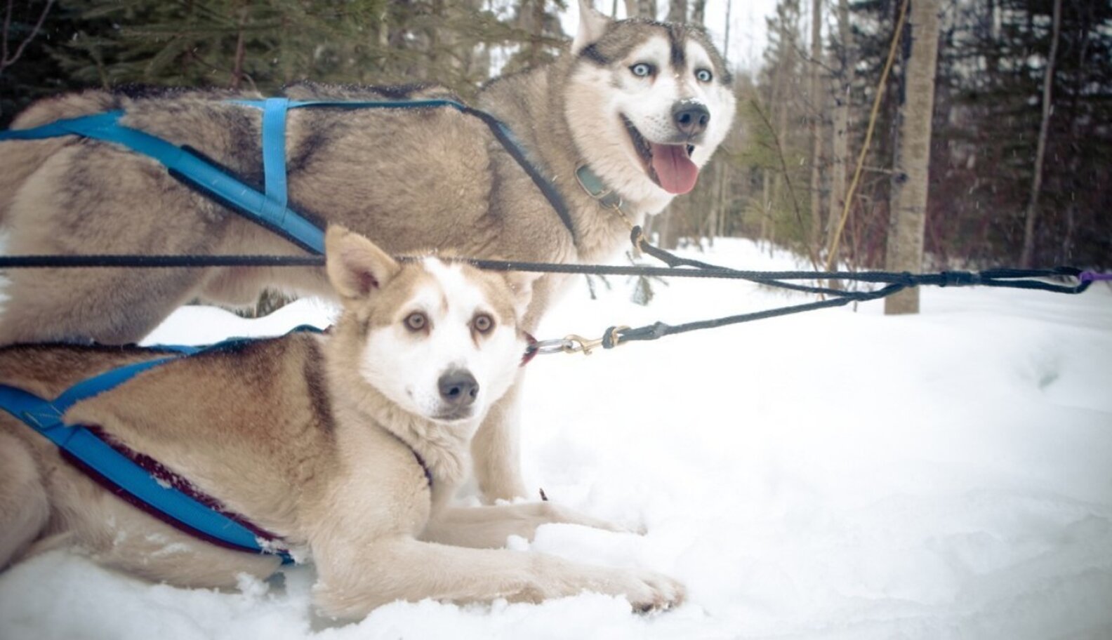 The Sad Fate Of "Dropped Dogs" - The Dodo