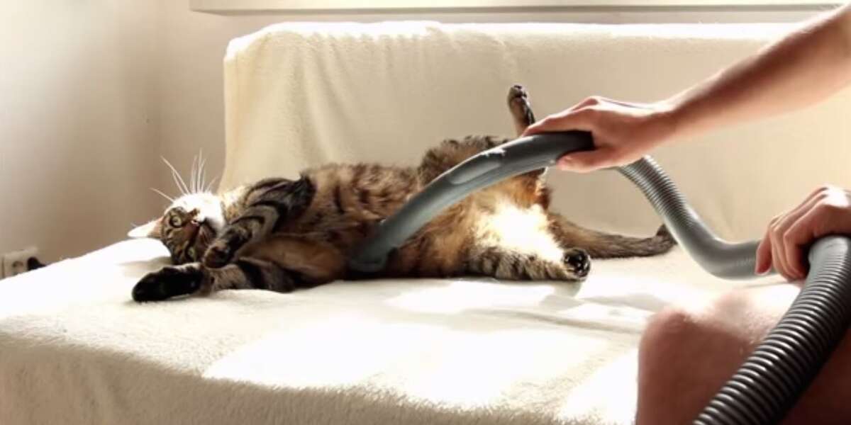 Defiant Cat Embraces One Of Kitty World's Greatest Fears: The Vacuum ...