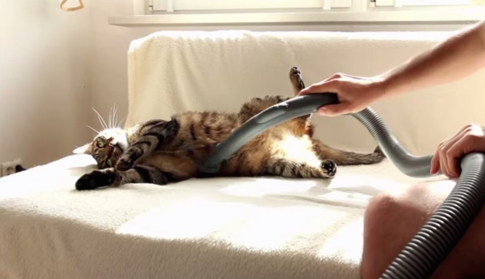 Defiant Cat Embraces One Of Kitty World's Greatest Fears: The Vacuum ...