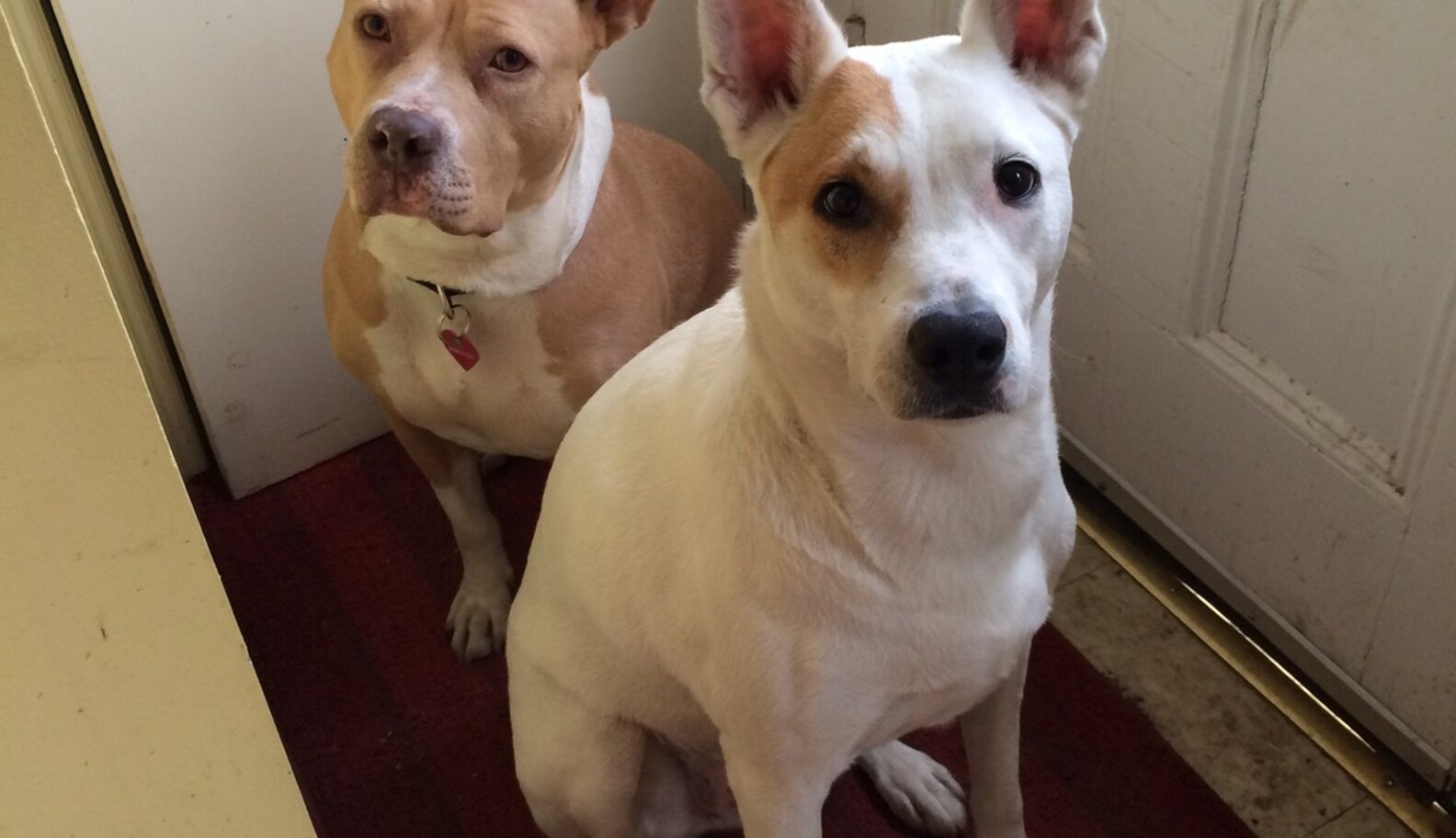 How To Foster A Pit Bull, In 29 Easy Steps - The Dodo
