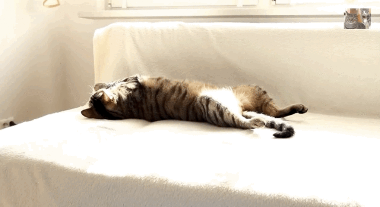 Defiant Cat Embraces One Of Kitty World's Greatest Fears: The Vacuum ...