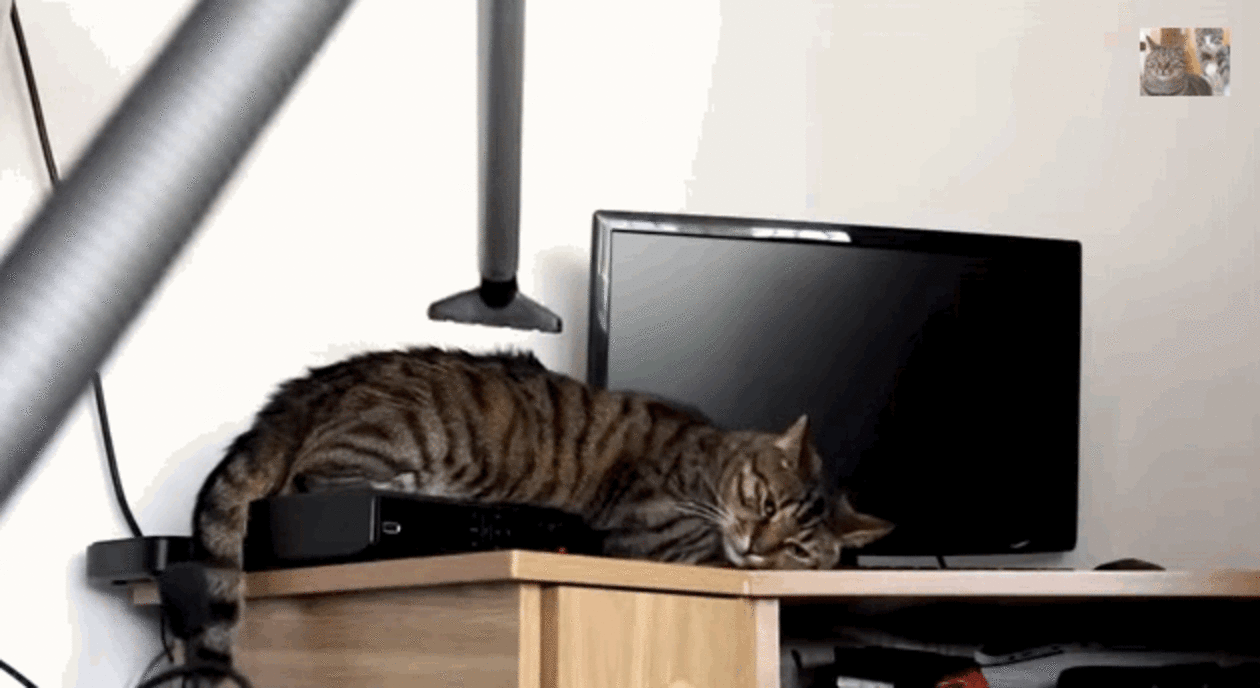 Defiant Cat Embraces One Of Kitty World's Greatest Fears: The Vacuum ...