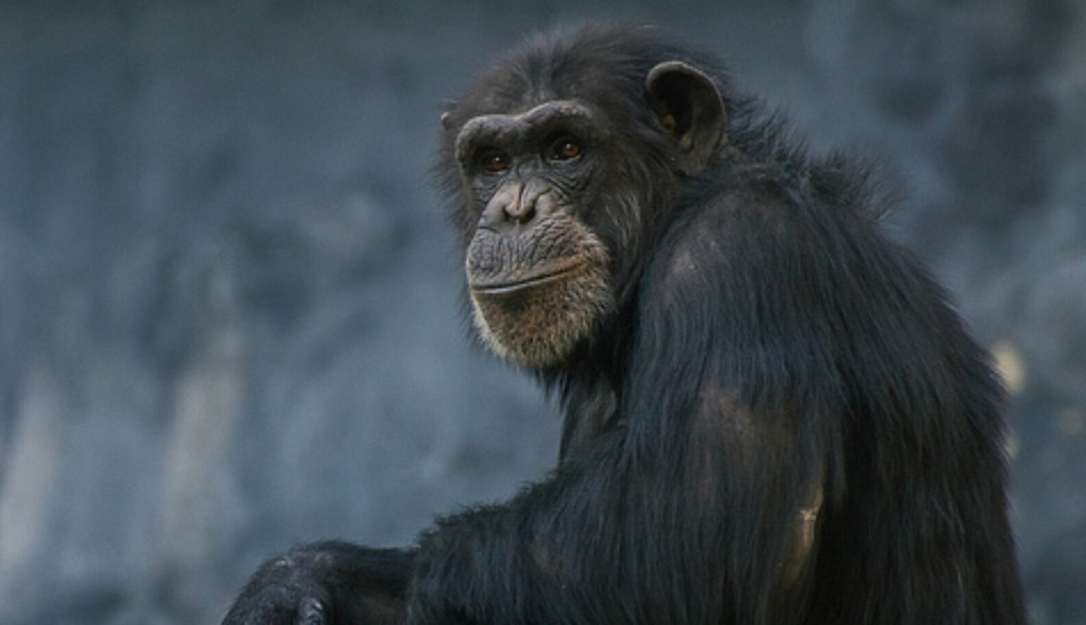 Are There Democracies In The Animal Kingdom? - The Dodo