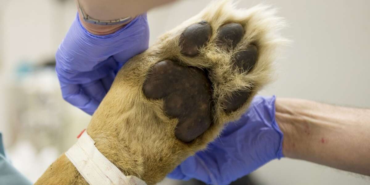 Elderly, Suffering Lion Finally Gets Treated With The Dignity He ...