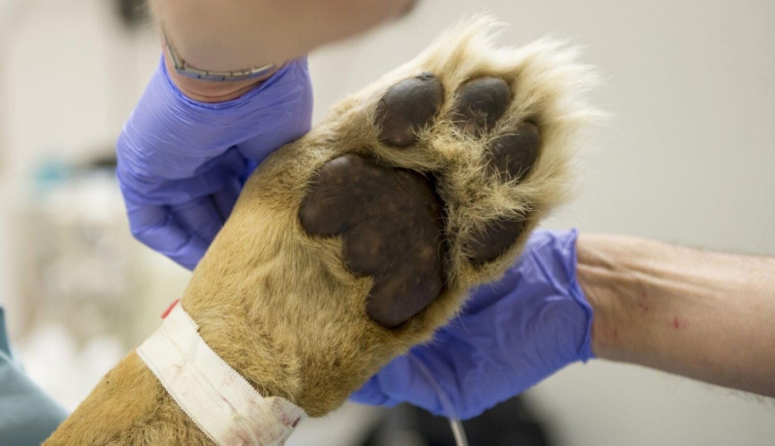 Elderly, Suffering Lion Finally Gets Treated With The Dignity He ...
