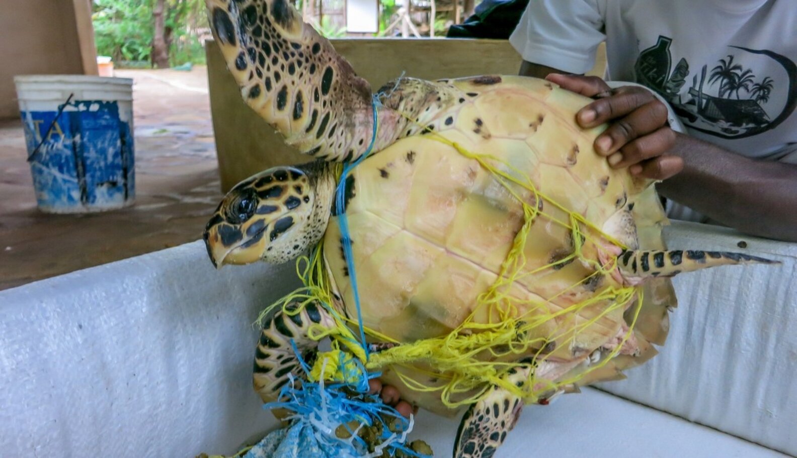 Turtle Tangled In Fishing Line Doesn't Want To Say Goodbye To Her ...