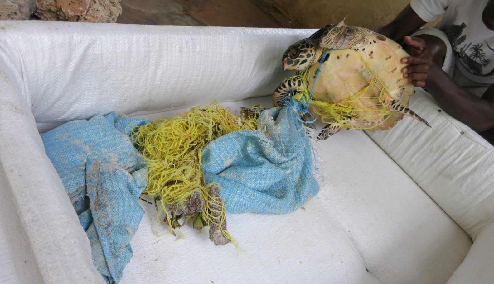 Turtle Tangled In Fishing Line Doesn't Want To Say Goodbye To Her ...