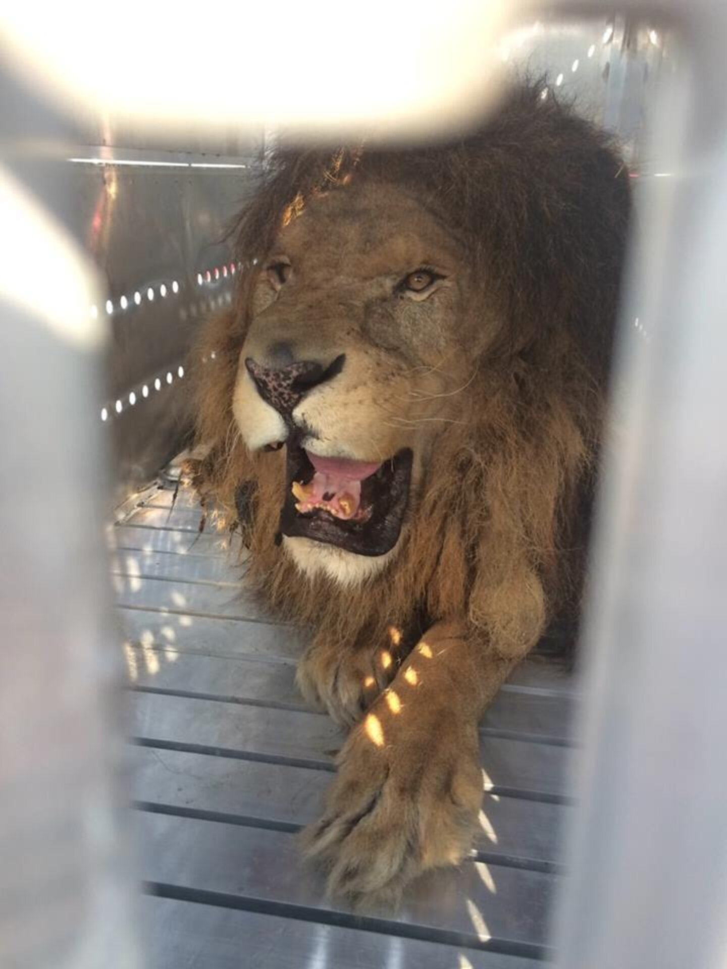 Elderly, Suffering Lion Finally Gets Treated With The Dignity He ...