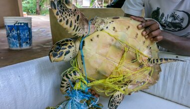 Turtle Tangled In Fishing Line Doesn't Want To Say Goodbye To Her ...