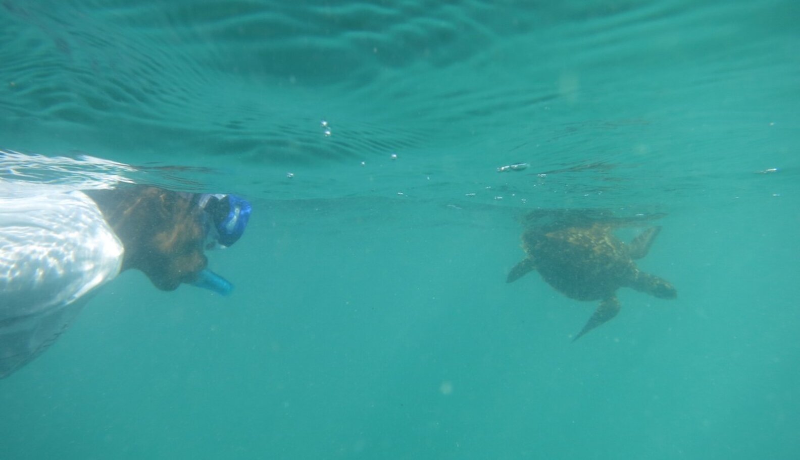 Turtle Tangled In Fishing Line Doesn't Want To Say Goodbye To Her ...