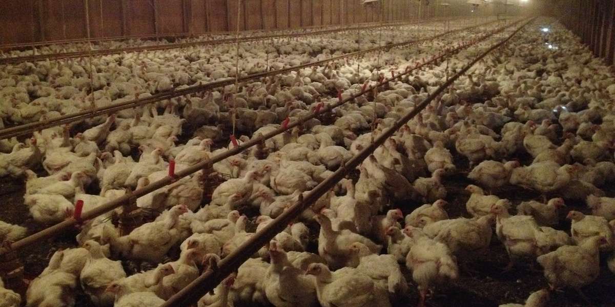 Factory Farm Abuse May Get Covered Up, State By State - The Dodo