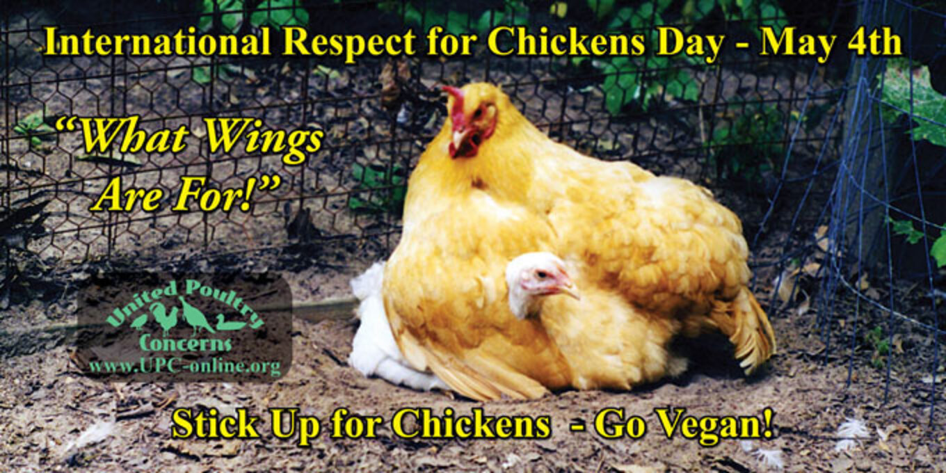 Chicken Escapes Slaughter, Overcomes Disability And Inspires Rescuers ...