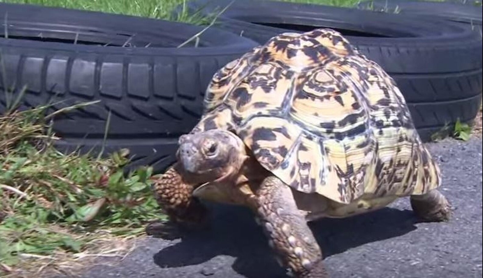 Meet The Fastest Tortoise In The World (Sorry Ladies, He's Taken) - The ...