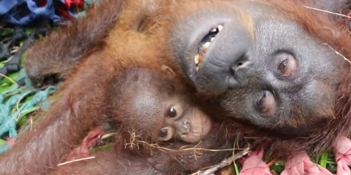 Baby And Mom Orangutan Cling To Each Other Until Help Arrives - Videos ...