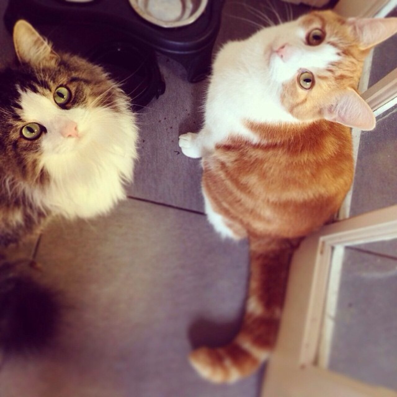 Happy national cat day from the Powles household #nationalcatday - The Dodo