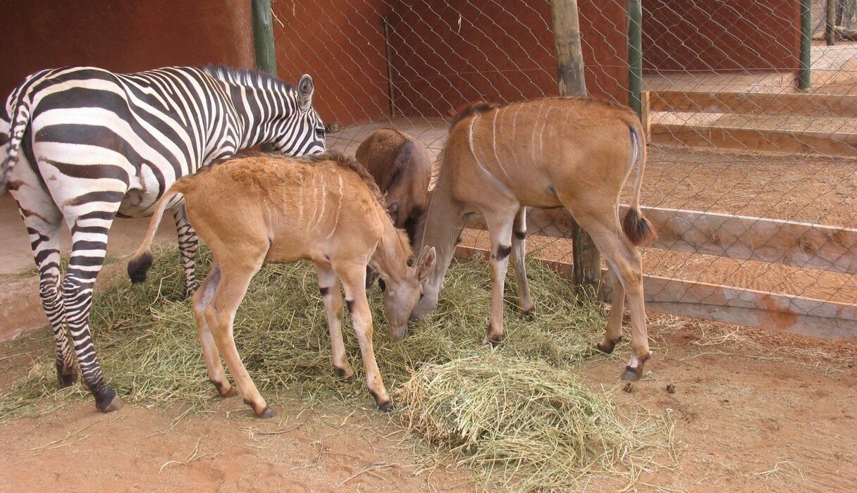 Orphaned Wild Animals Make Their Own Family - The Dodo