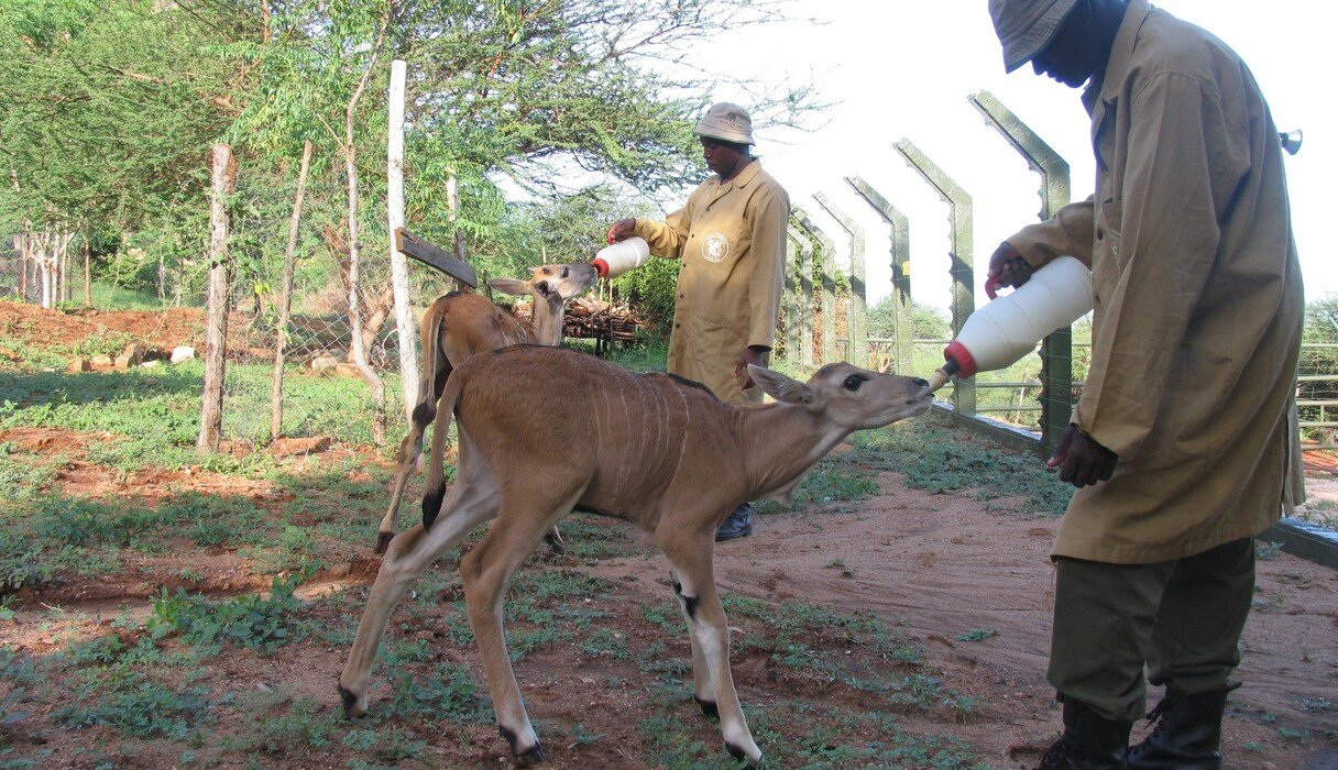 Orphaned Wild Animals Make Their Own Family - The Dodo