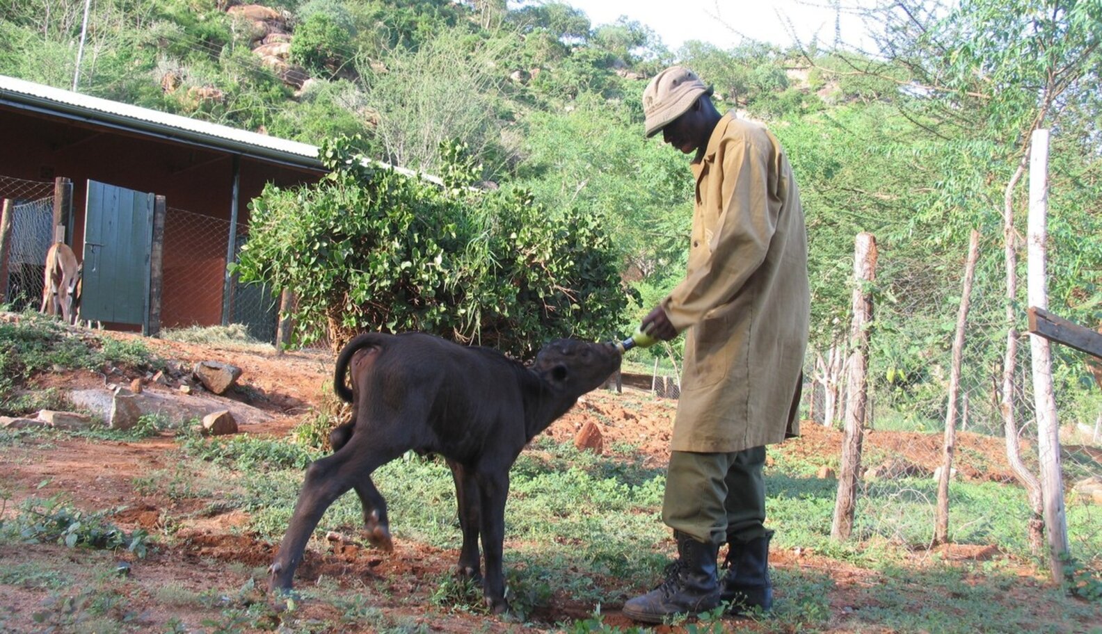Orphaned Wild Animals Make Their Own Family - The Dodo