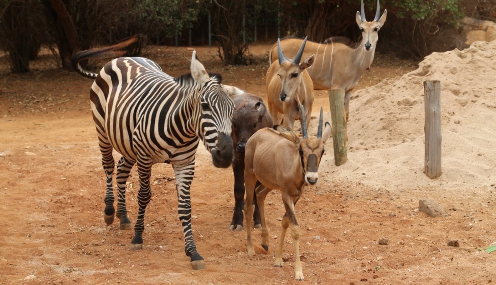Orphaned Wild Animals Make Their Own Family - The Dodo
