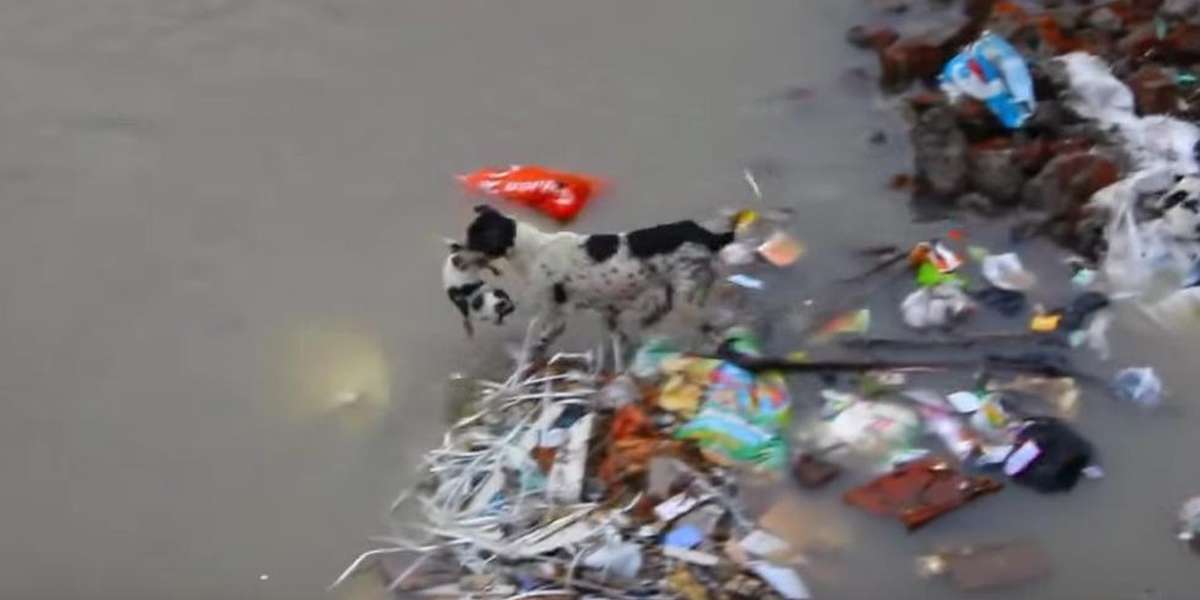 Dog Swims Through Floodwaters Carrying Her Puppies To Safety - The Dodo
