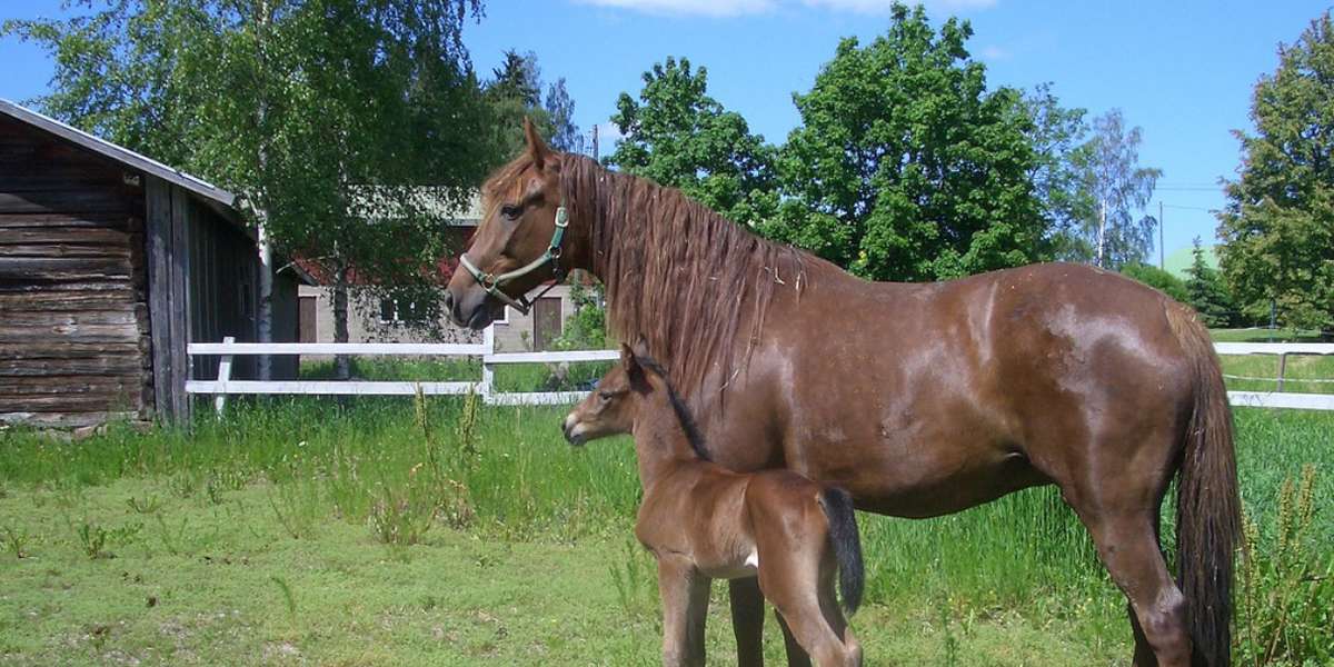 The Uniquely Amazing Process Of Horse Birth - The Dodo