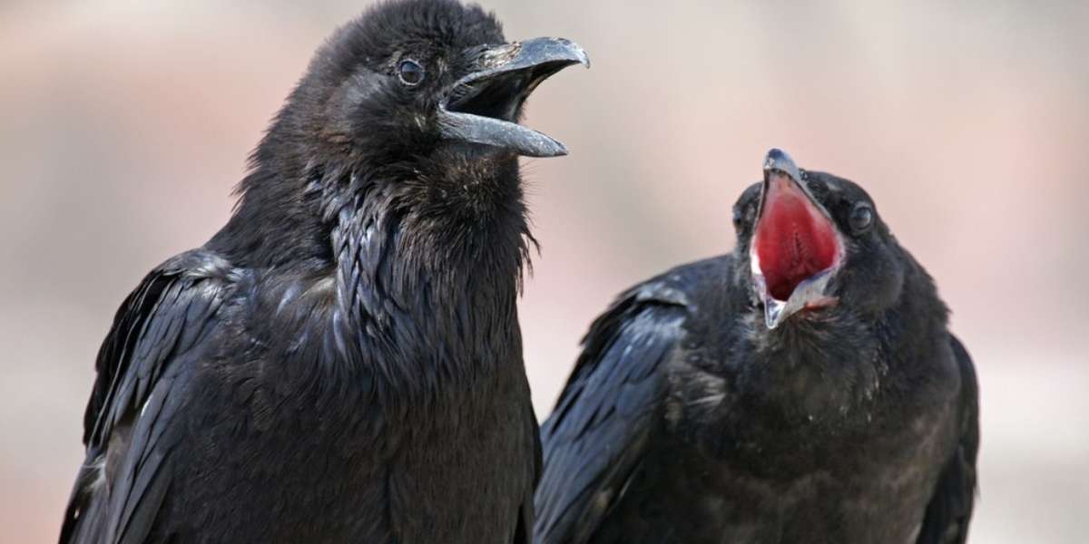 Ravens Understand -- And Act On -- Social Hierarchy - The Dodo