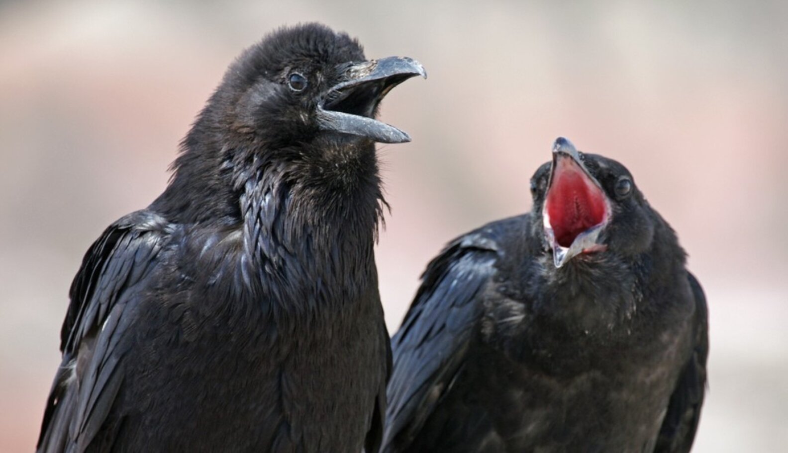 Ravens Understand -- And Act On -- Social Hierarchy - The Dodo