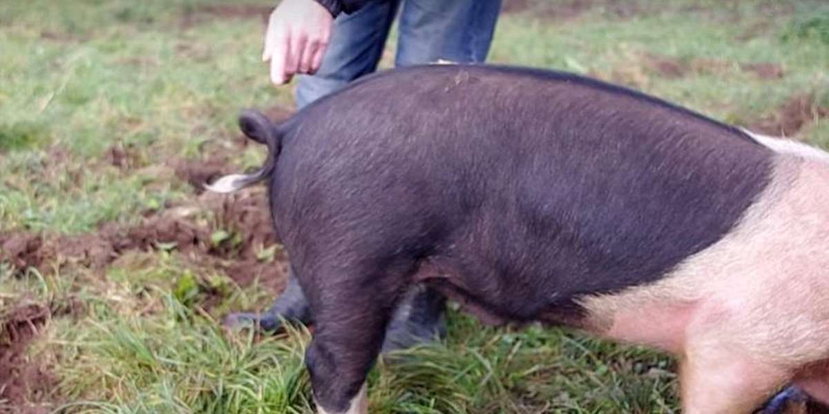 Weird Trick Makes Pig's Curly Tail Go Straight In An Instant - The Dodo