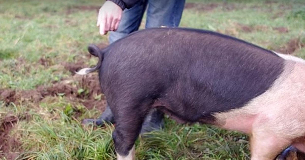 Weird Trick Makes Pig's Curly Tail Go Straight In An Instant - The Dodo