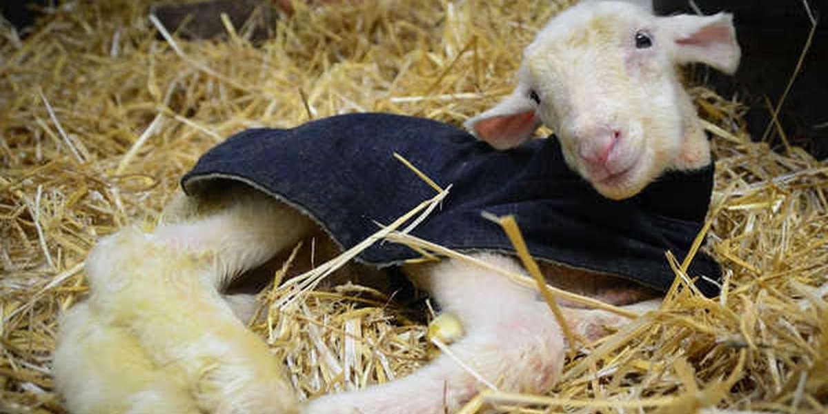 Precious Newborn Lamb Wrapped Snugly In Coat After High-Risk Birth ...