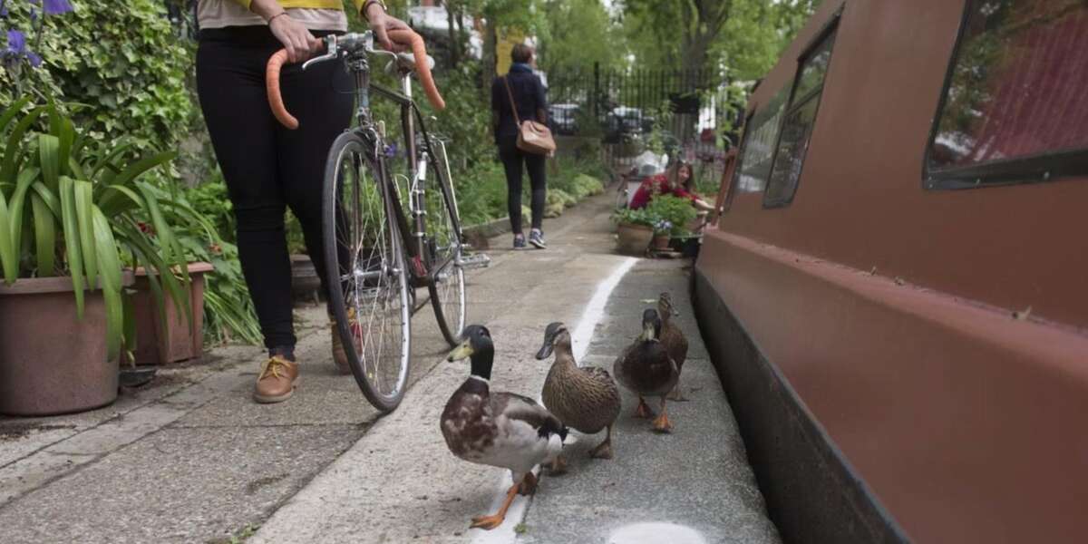 Ducks Given Their Own Little Waddle Lanes To Help Keep Them Safe - The Dodo