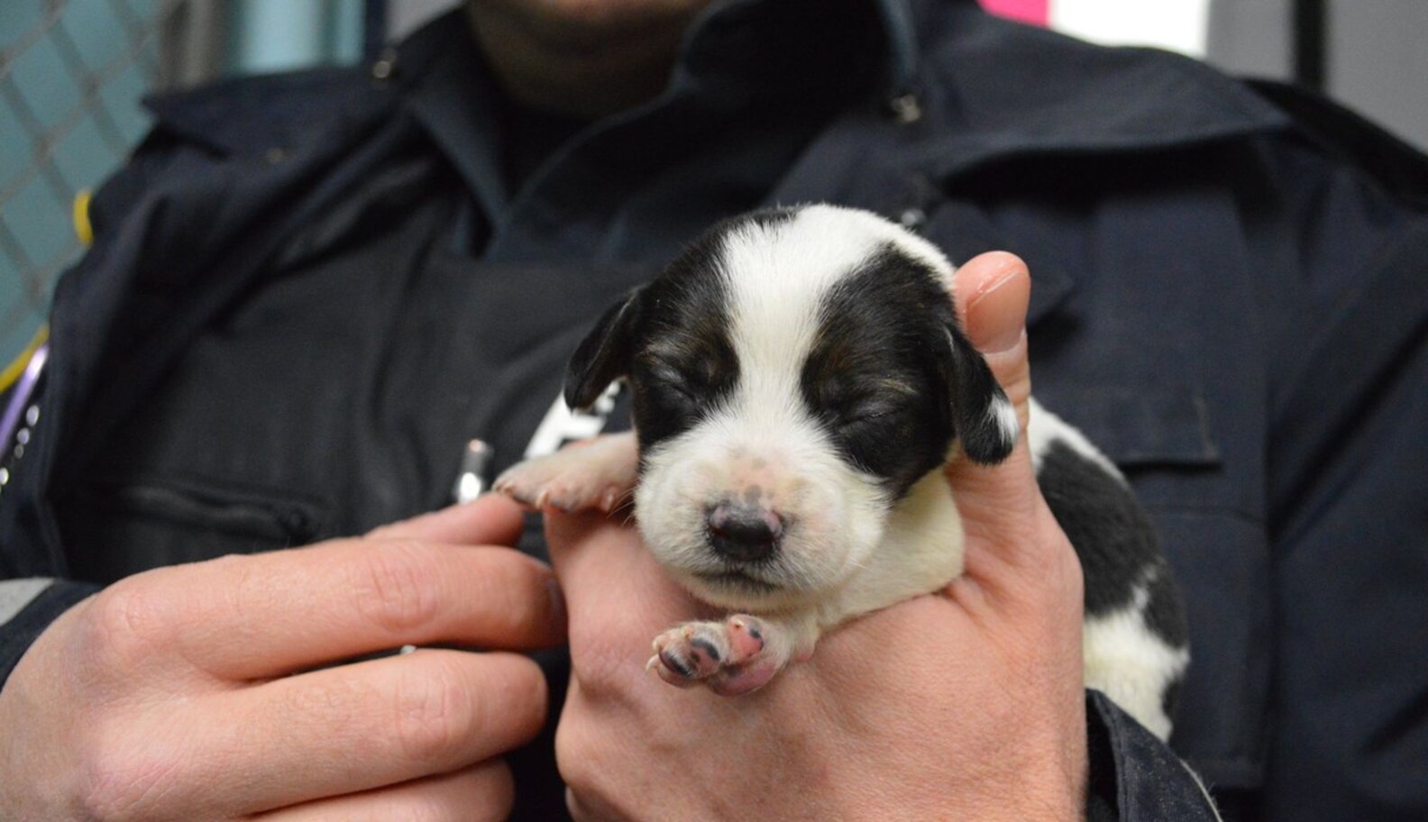 How A Single Phone Call Saved 38 Mistreated Animals - The Dodo