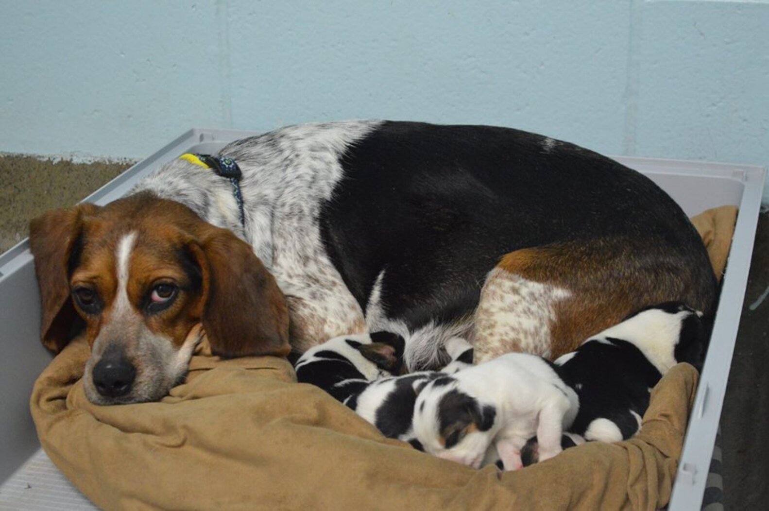 How A Single Phone Call Saved 38 Mistreated Animals - The Dodo