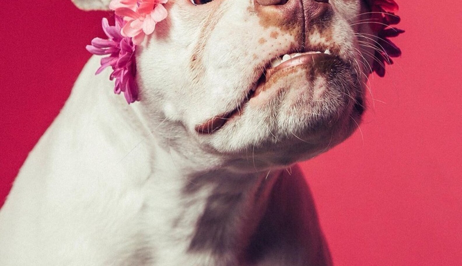 Dog Born With Odds Stacked Against Her Found Just The Parents She ...