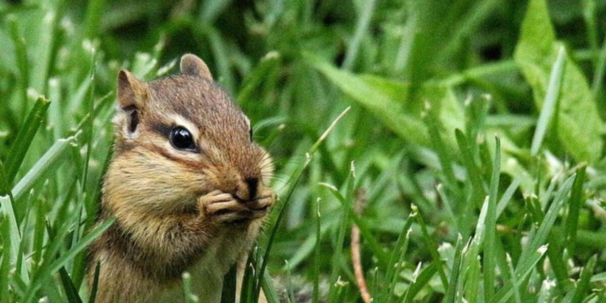 Be honest - do my cheeks look chubby? (Mark Moschell/Creative Commons ...