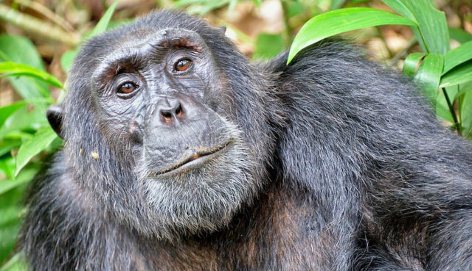 China’s Underground Ape Trade Called ‘Main Destination’ For Chimps ...