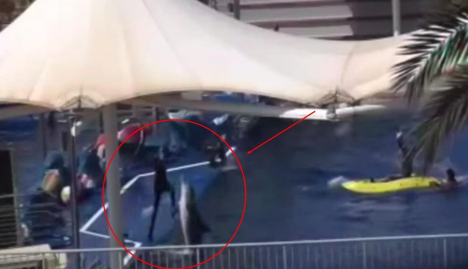 America's Biggest Aquarium Just Hired An Alleged Dolphin Abuser - The Dodo