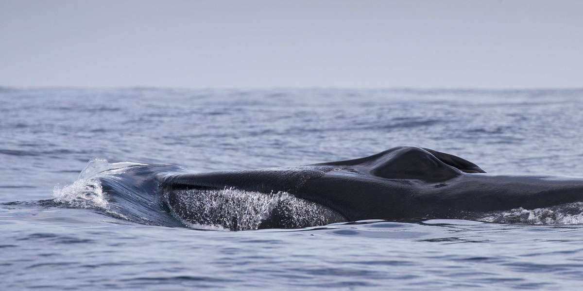 Fin-tastic experience in the Azores - The Dodo