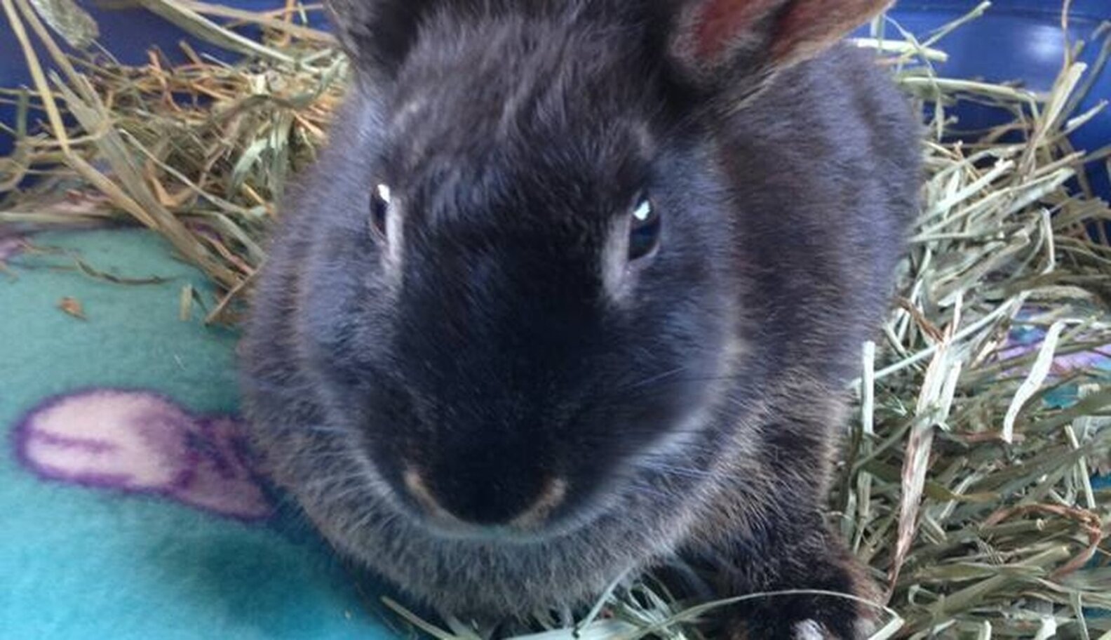 Rabbit Abused In Viral Video Is Now Showered With Gifts - The Dodo