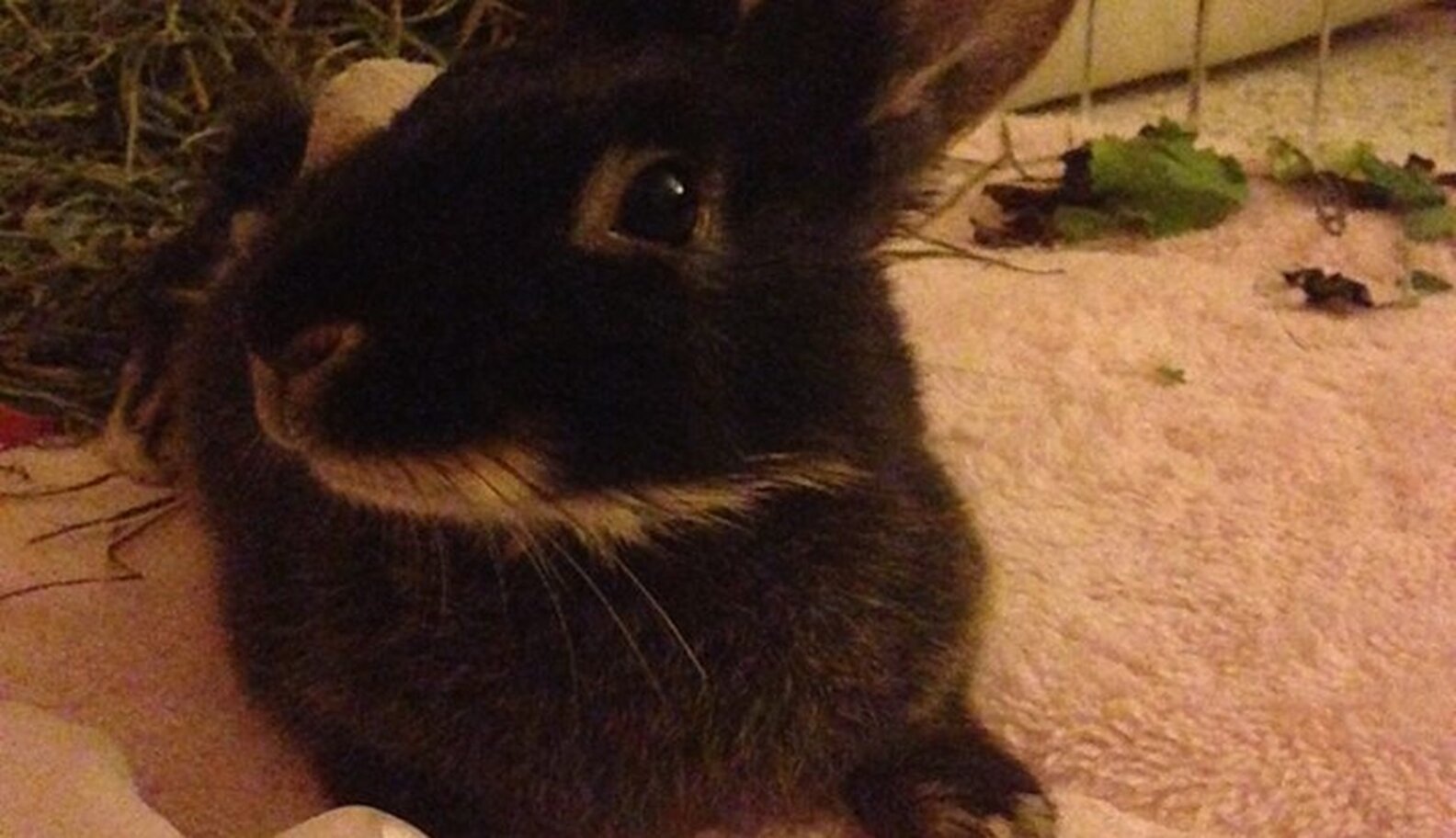 Rabbit Abused In Viral Video Is Now Showered With Gifts - The Dodo