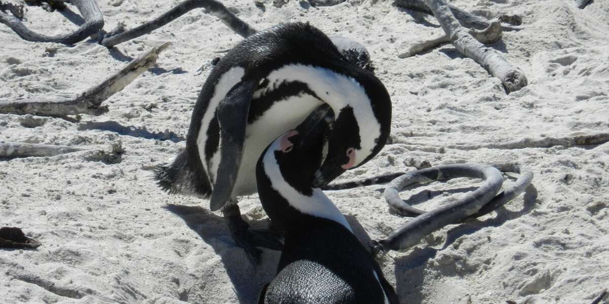 5 Animals That Teach Us Something About Love - The Dodo