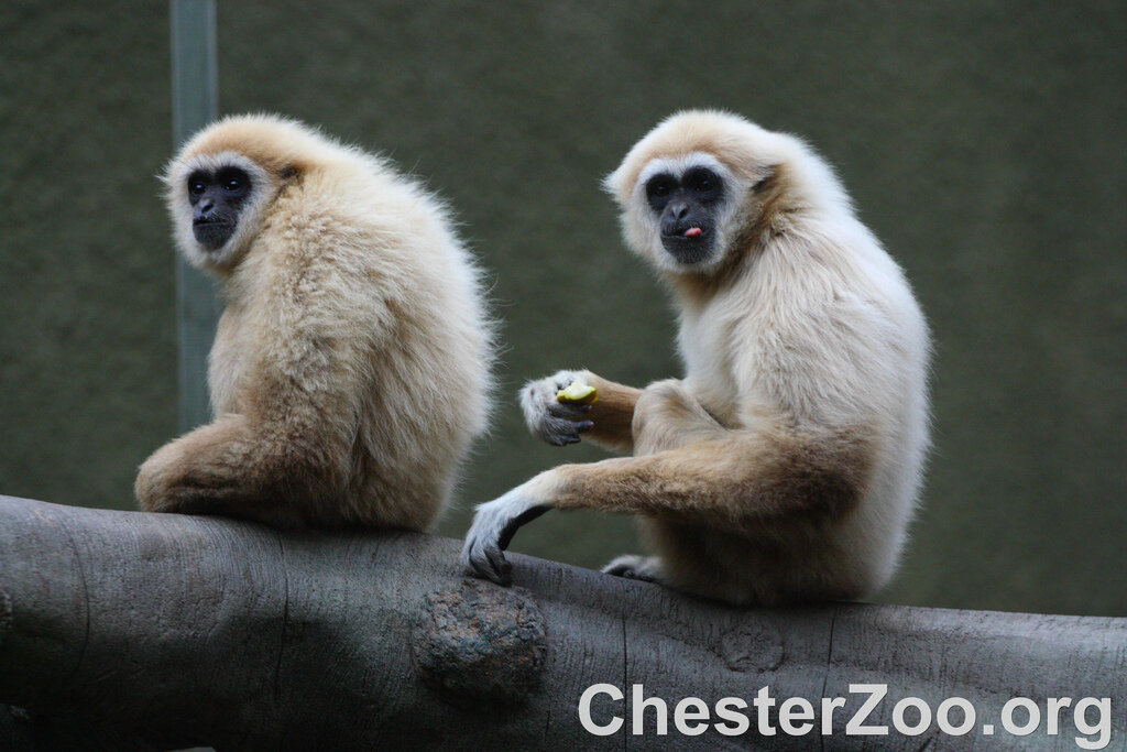 5 Animals That Teach Us Something About Love - The Dodo