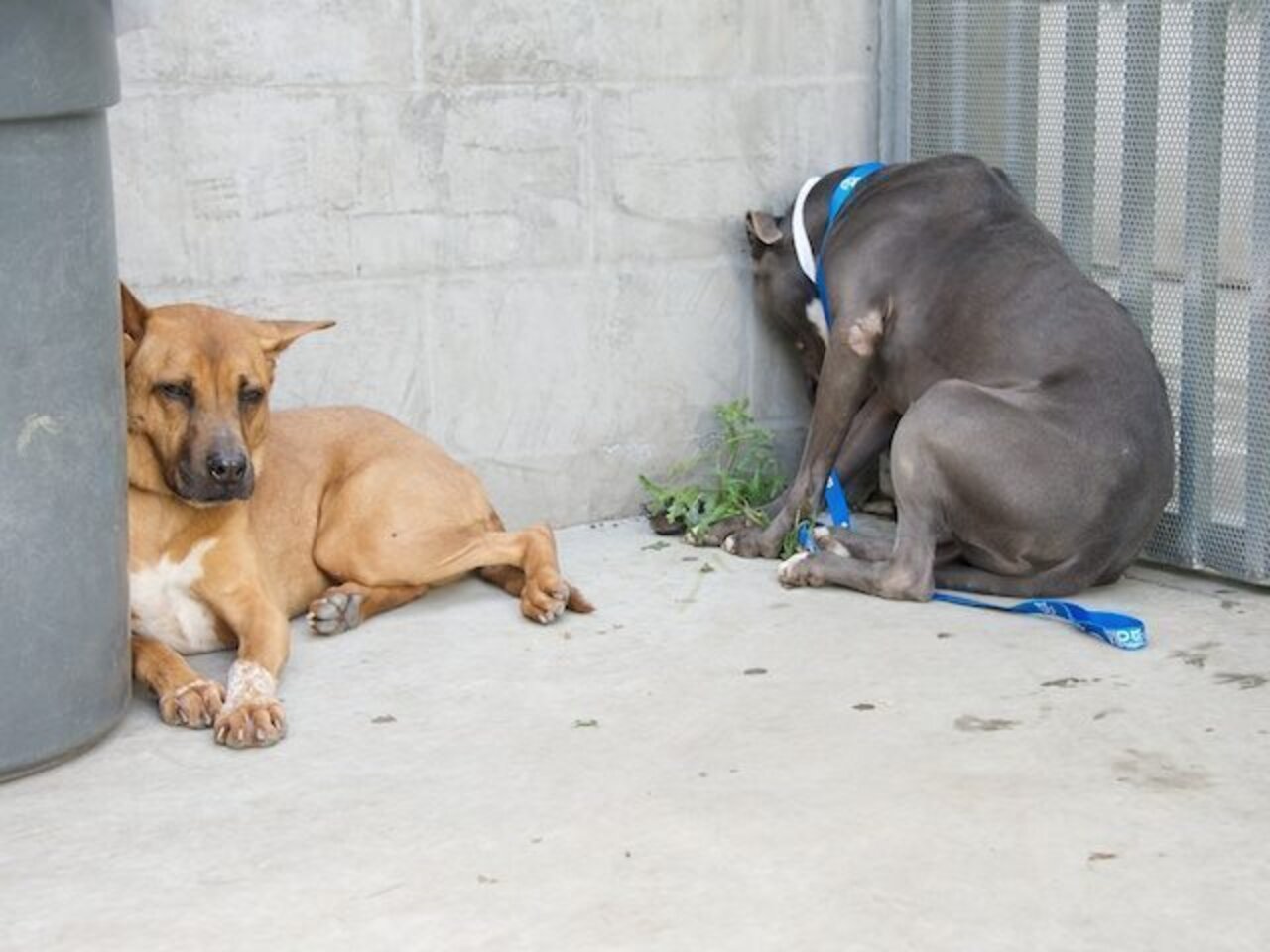 The 11 Most Powerful Shelter Photos Ever Taken - The Dodo