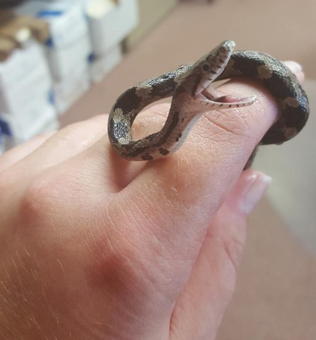 Smiling Snake Is So Happy Somebody Saved His Life - The Dodo