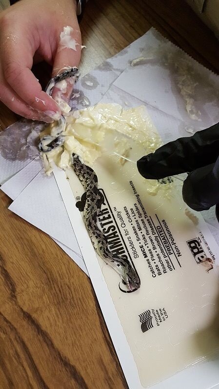 Smiling Snake Is So Happy Somebody Saved His Life - The Dodo