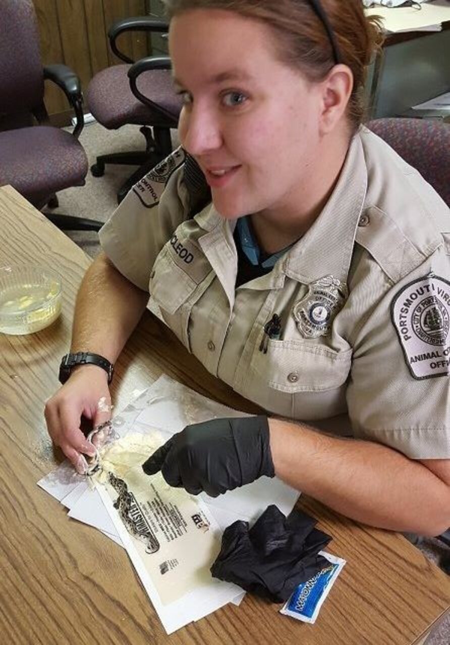 Smiling Snake Is So Happy Somebody Saved His Life - The Dodo