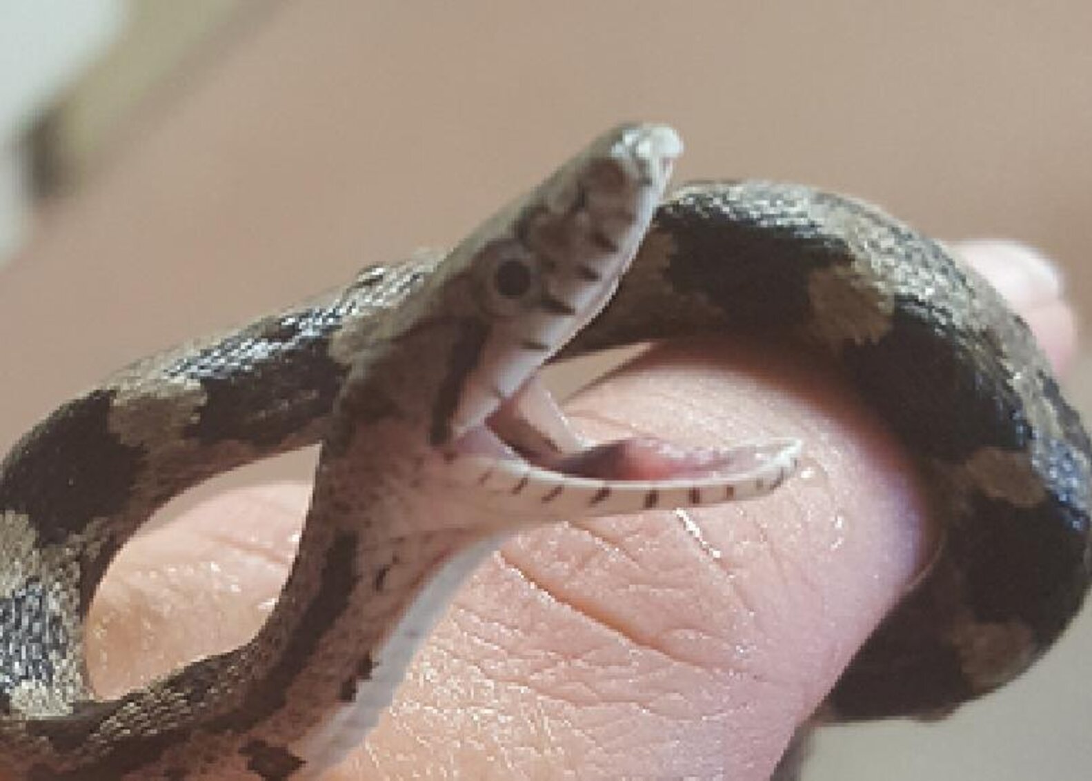 Smiling Snake Is So Happy Somebody Saved His Life - The Dodo
