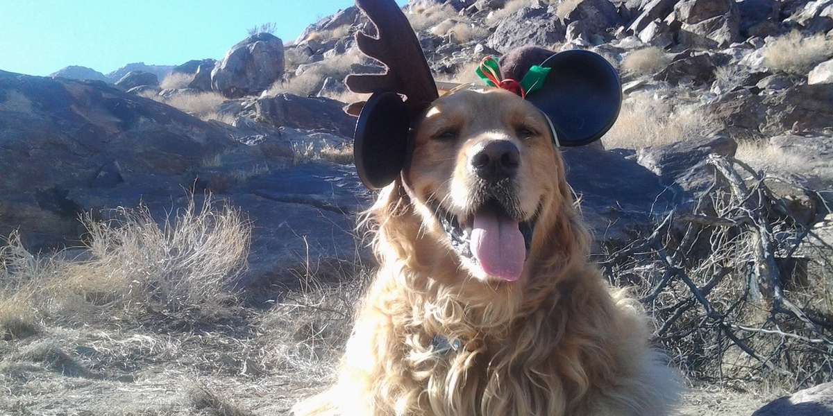 Our New Years Day Message - The Dodo